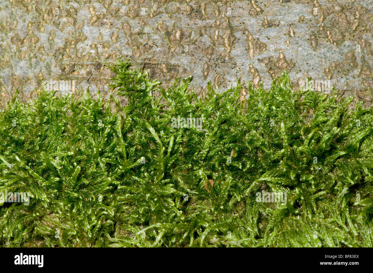 Moss growing on a tree trunk hi-res stock photography and images - Alamy