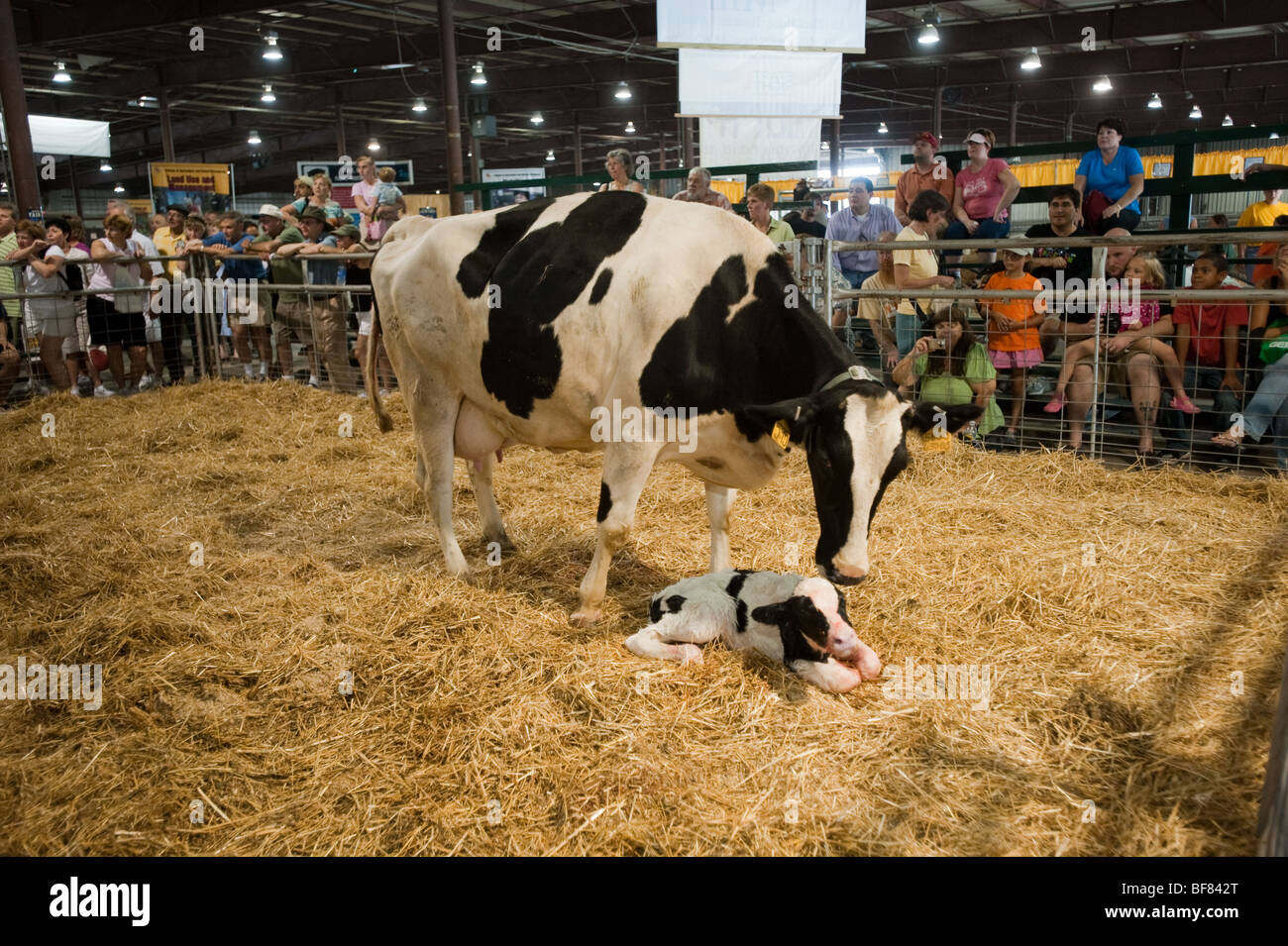 cow and calf just born at Maryland State Fair birthing center Stock ...