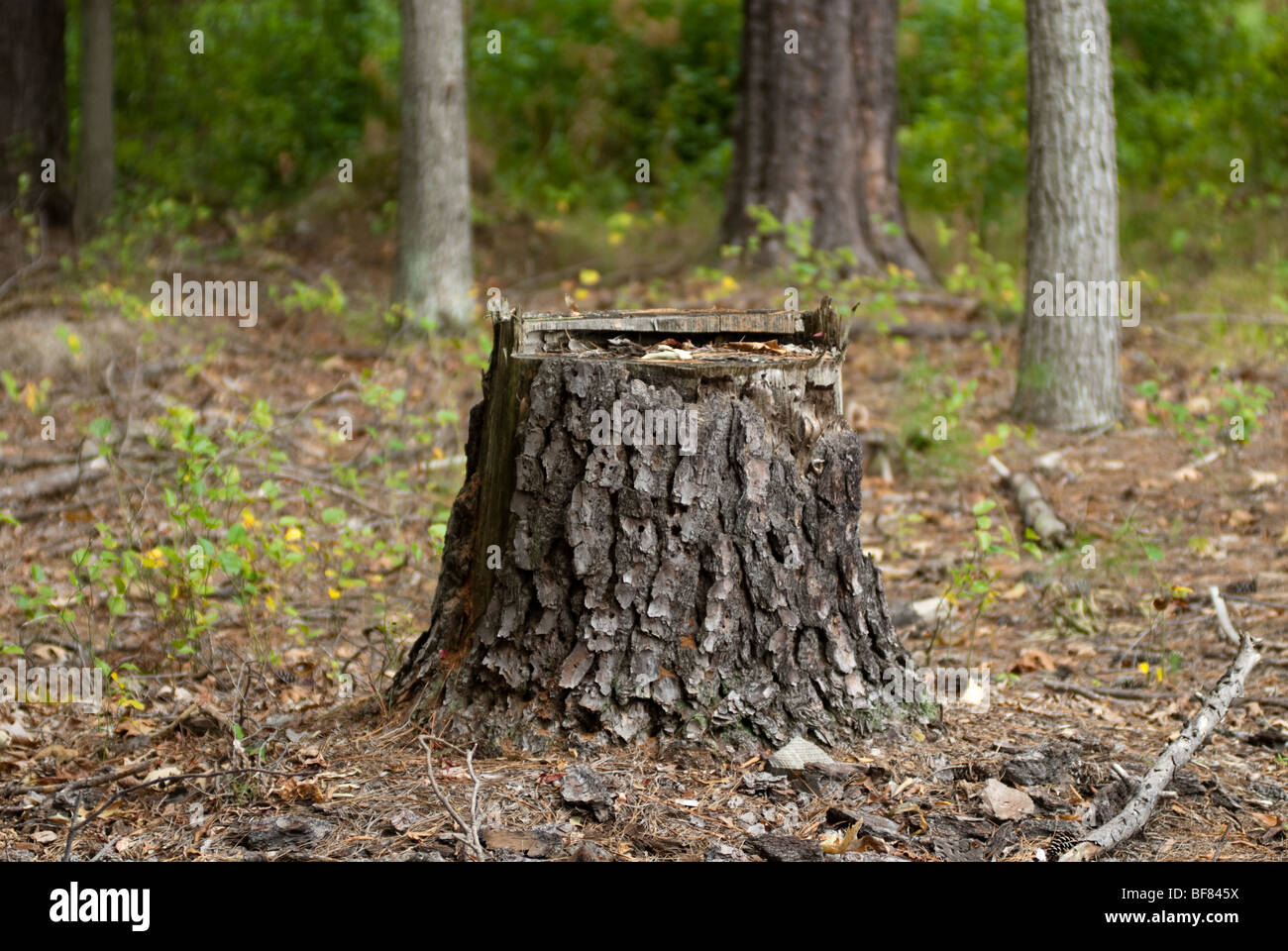 Tree stump in forest Stock Photo - Alamy