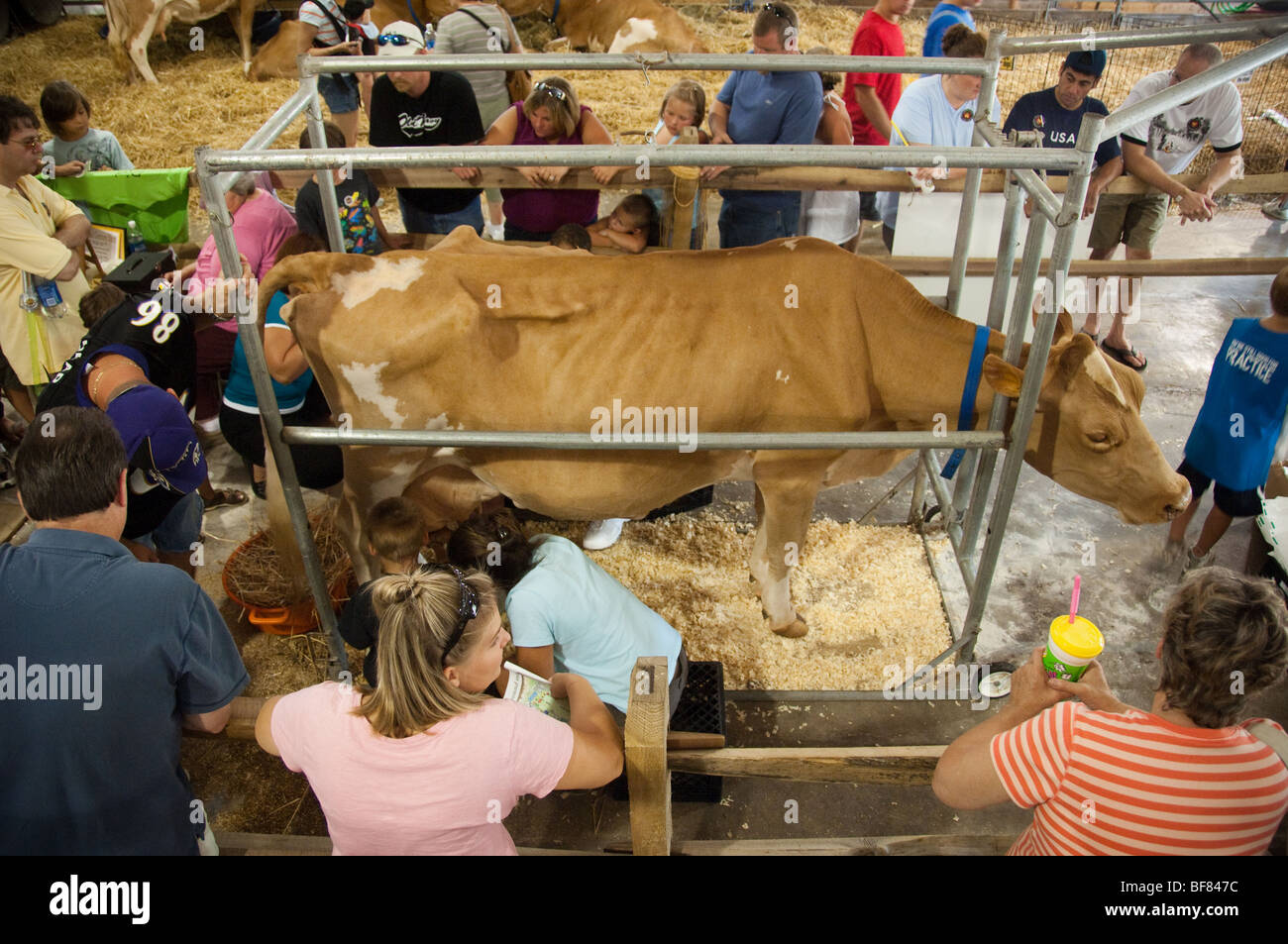Cow milking demonstration at Maryland State Fair Stock Photo - Alamy