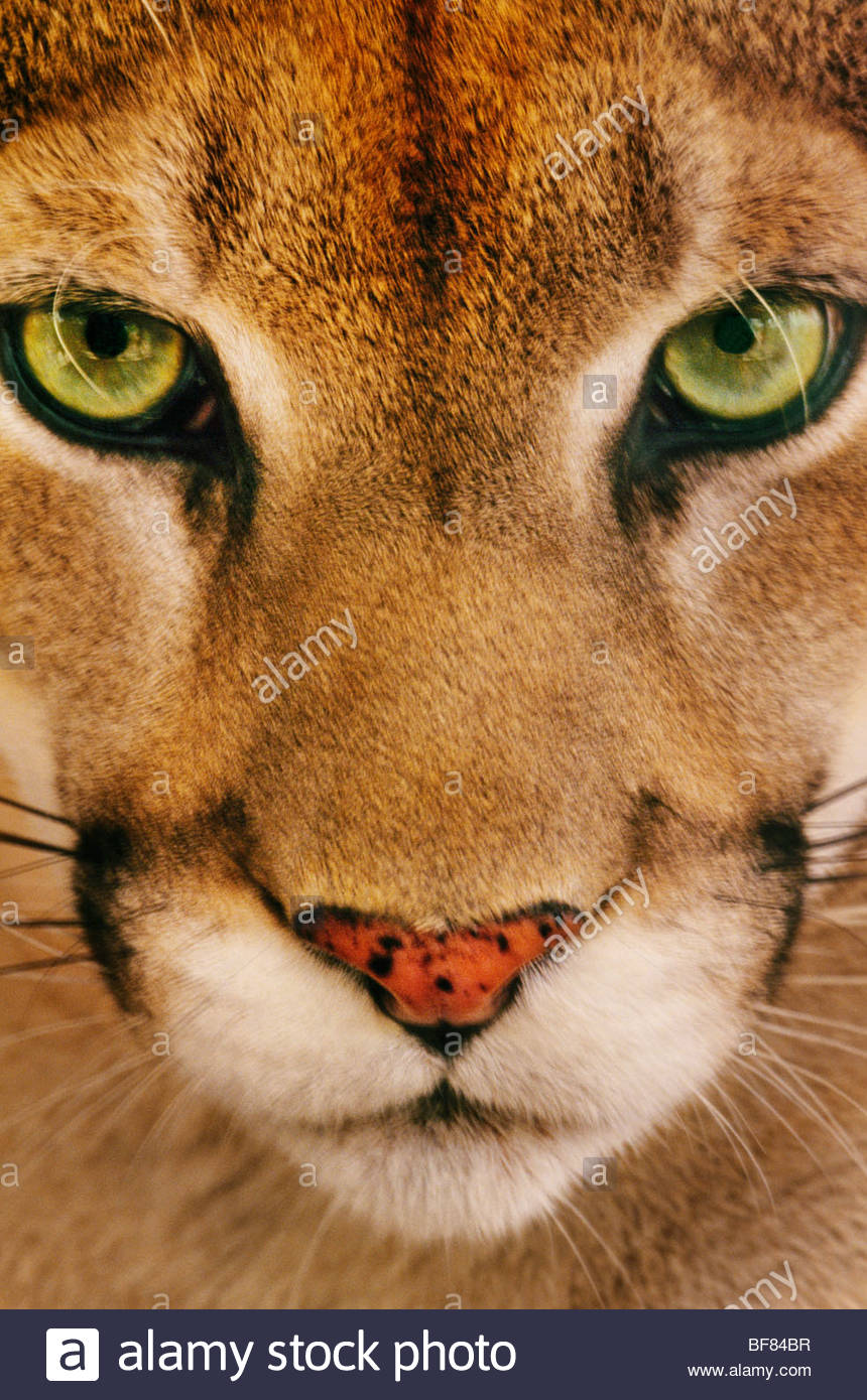 Cougar Puma Mountain Lion Puma Stock Photos & Cougar Puma Mountain Lion ...