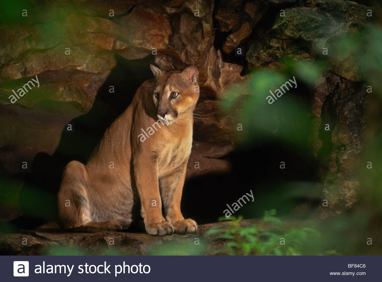 Puma Stock Photos & Puma Stock Images - Alamy