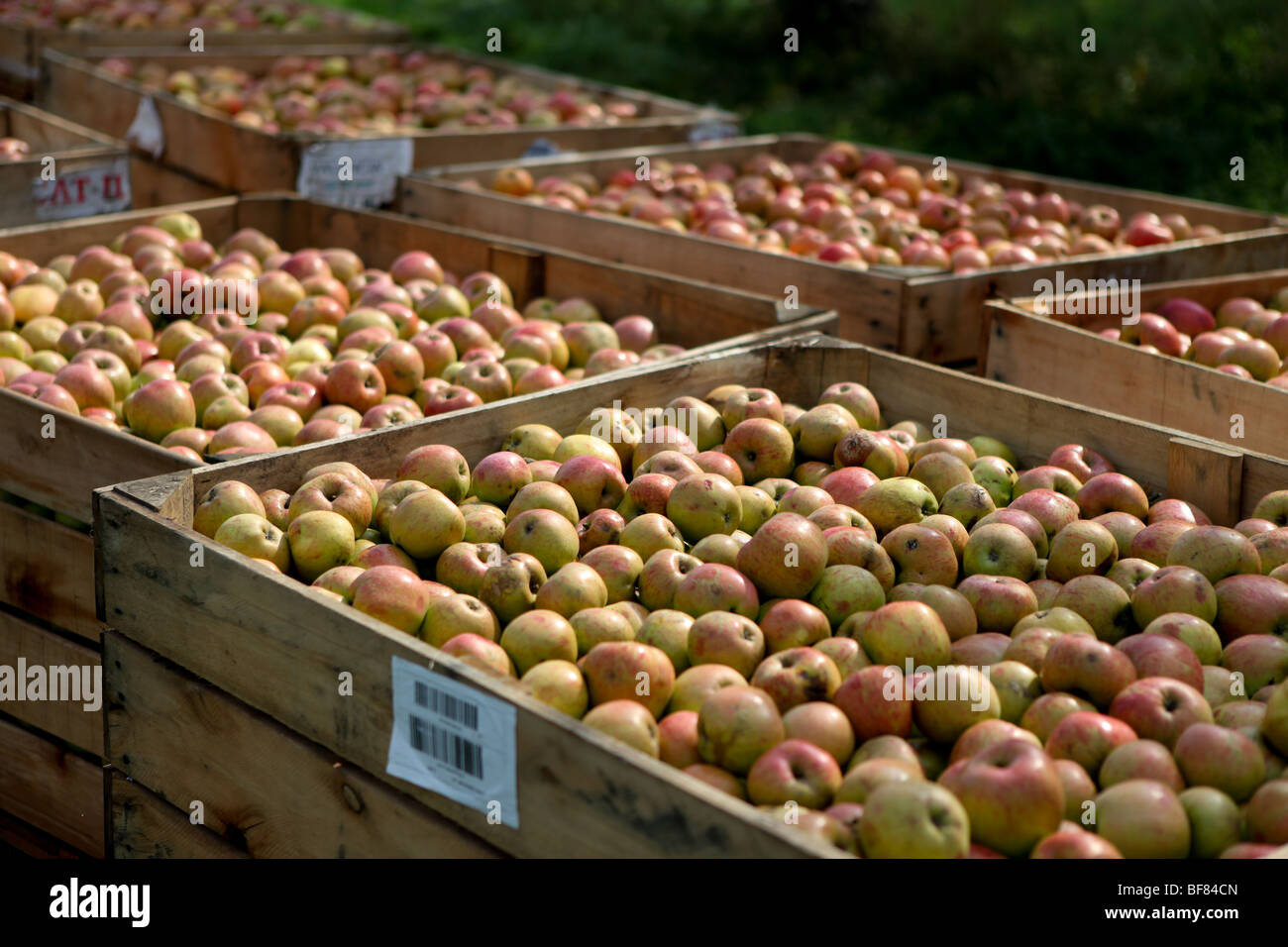 a lot of apples in boxes Stock Photo - Alamy