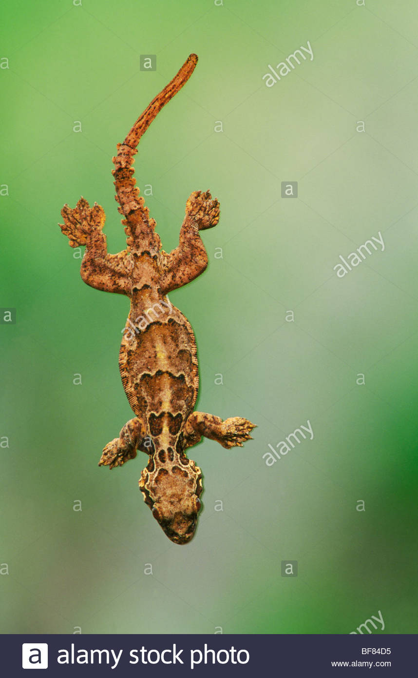 Flying Gecko Stock Photos & Flying Gecko Stock Images - Alamy