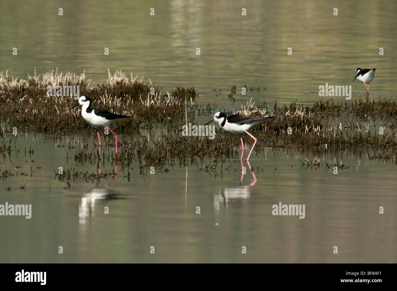 White-backed Stilt Himantopus melanurus Alternate common name(s): Black ...