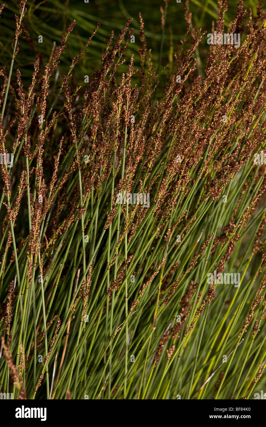 A restio Thatching Reed Chondropetalum tectorum (Restionaceae) South ...
