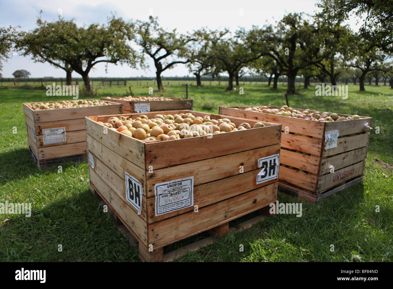box with apples at the orchard Stock Photo - Alamy