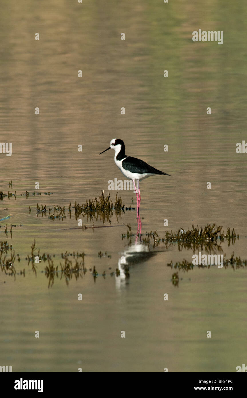 White-backed Stilt Himantopus melanurus Alternate common name(s): Black ...