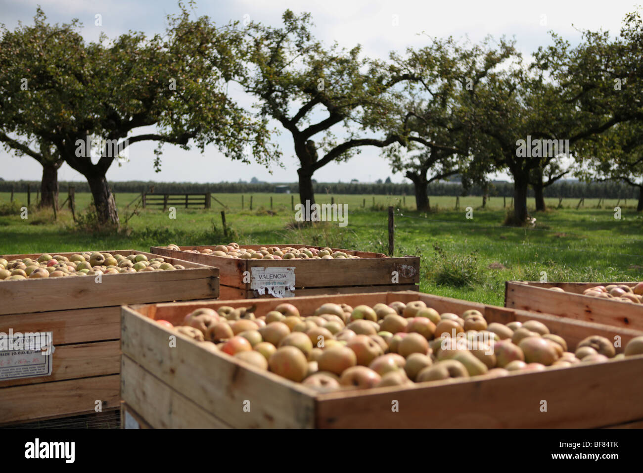 box with apples at the orchard Stock Photo - Alamy