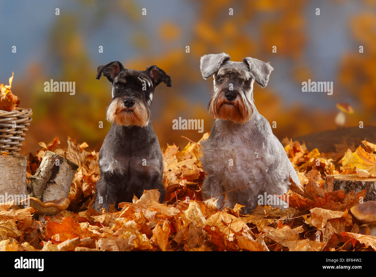 Are Schnauzers Hunting Dogs