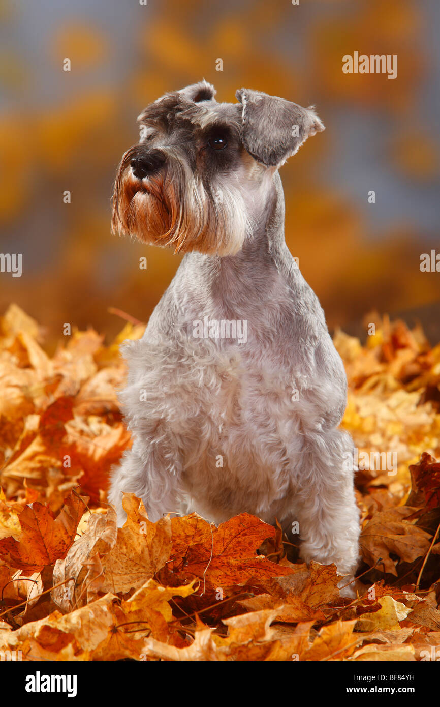 Miniature Schnauzer, pepper-and-salt / autumn foliage Stock Photo - Alamy