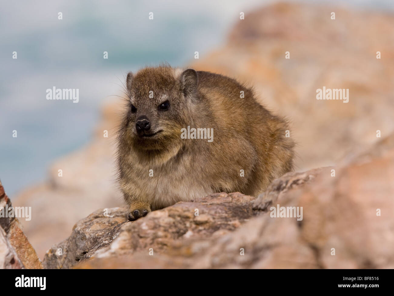 Rock Dassie or Rock Hyrax, Procavia capensis, South Africa Stock Photo ...