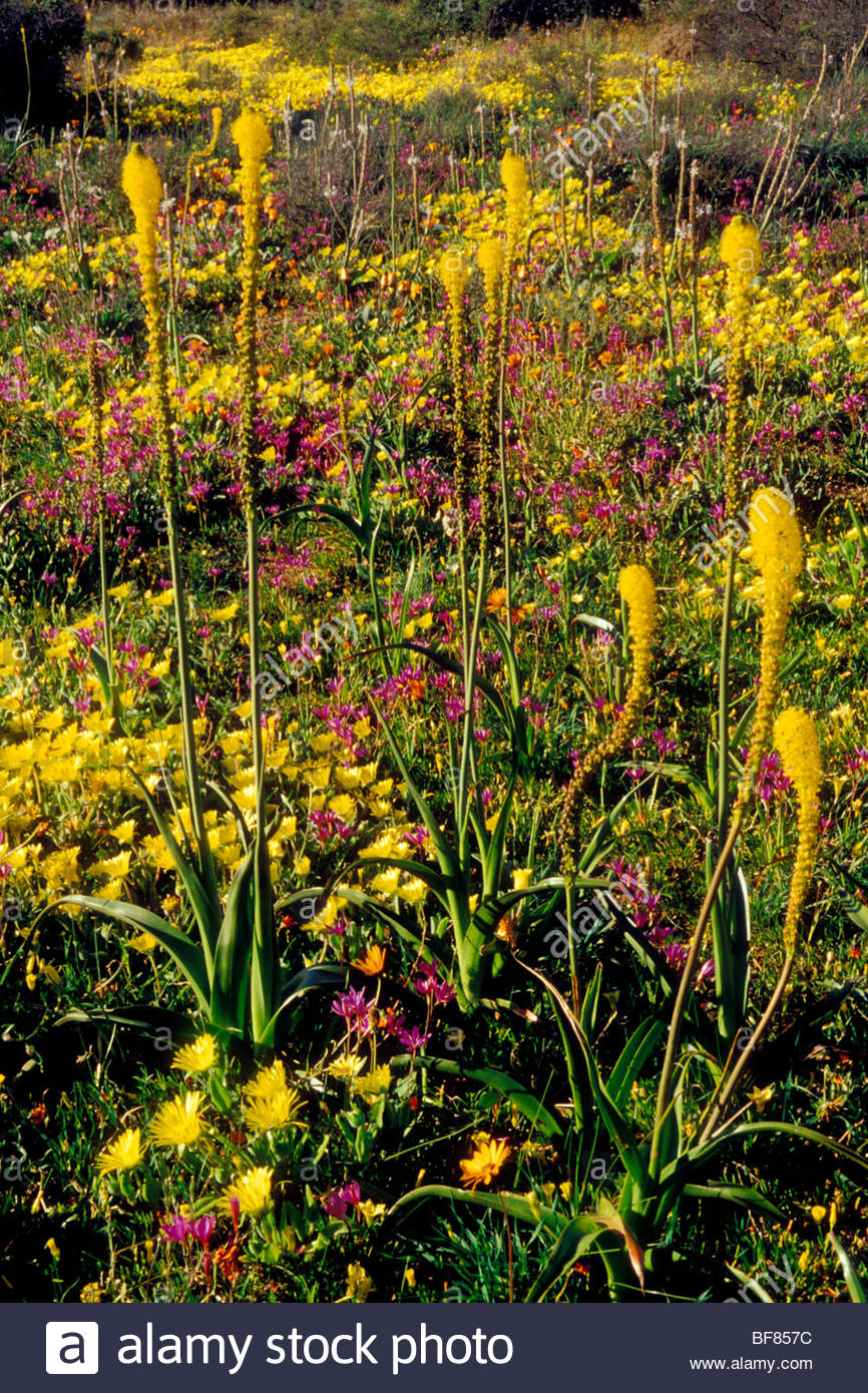 Sparaxis Stock Photos & Sparaxis Stock Images - Alamy