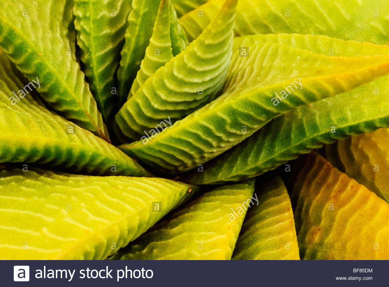 Succulent Plant South Africa Stock Photos & Succulent Plant South ...