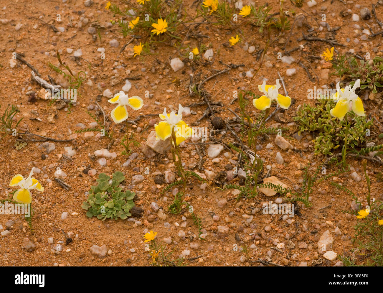 A dwarf spiral-leaved Iris Moraea serpentina; Namaqua desert, South ... A dwarf spiral-leaved Iris Moraea serpentina; Namaqua desert, South ...