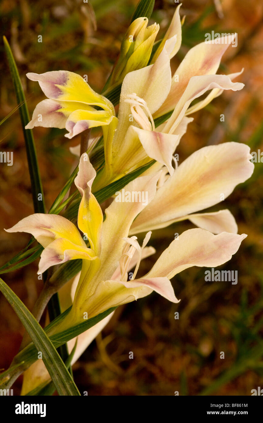 A wild gladiolus, Gladiolus orchidiformis, Namaqua desert, South Africa ...