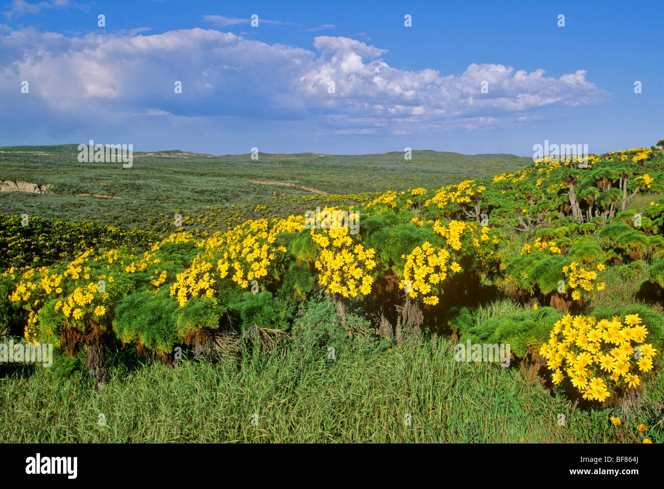 Giant coreopsis channel island hi-res stock photography and images - Alamy