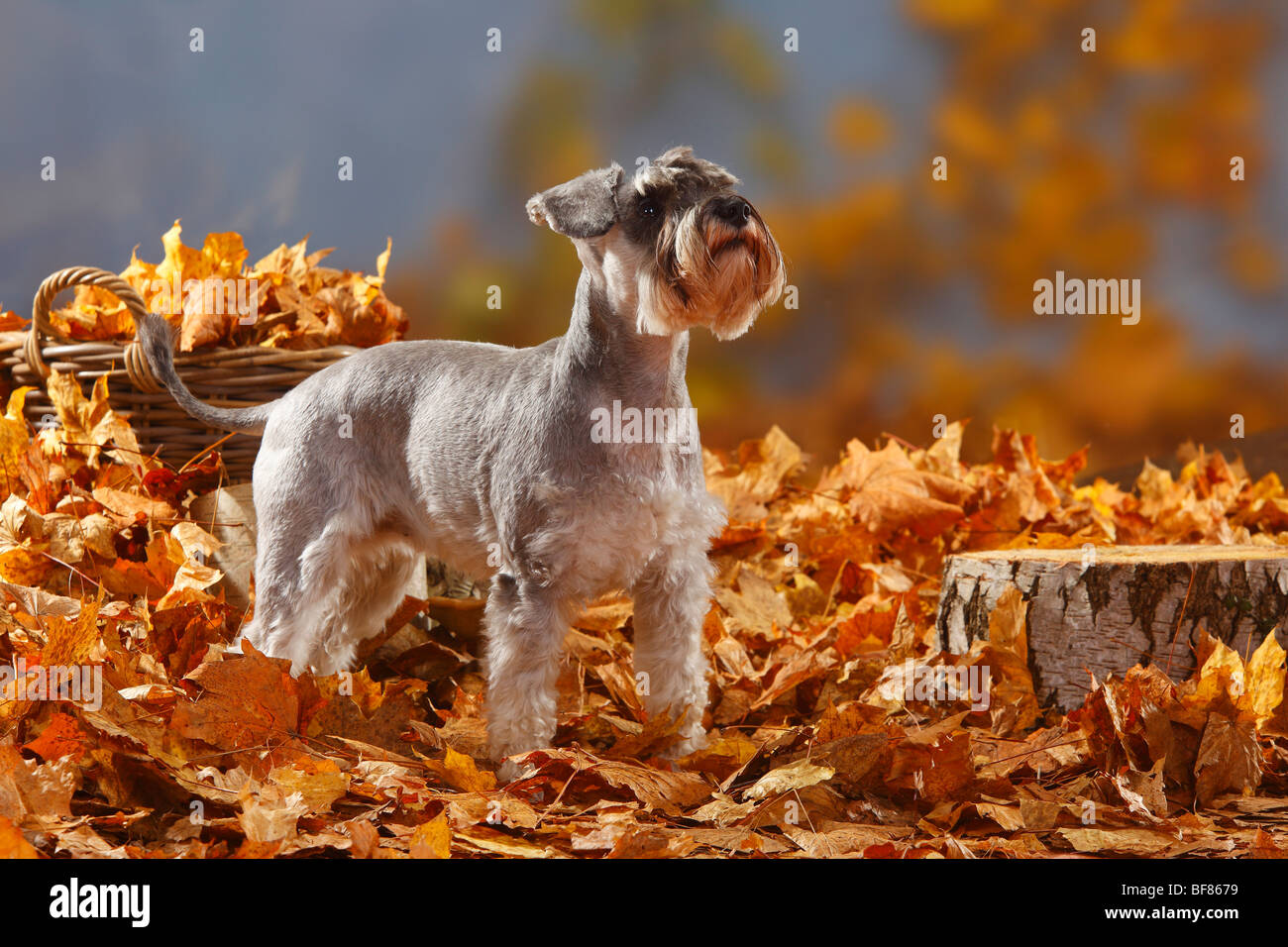 Miniature Schnauzer, pepper-and-salt / autumn foliage Stock Photo - Alamy