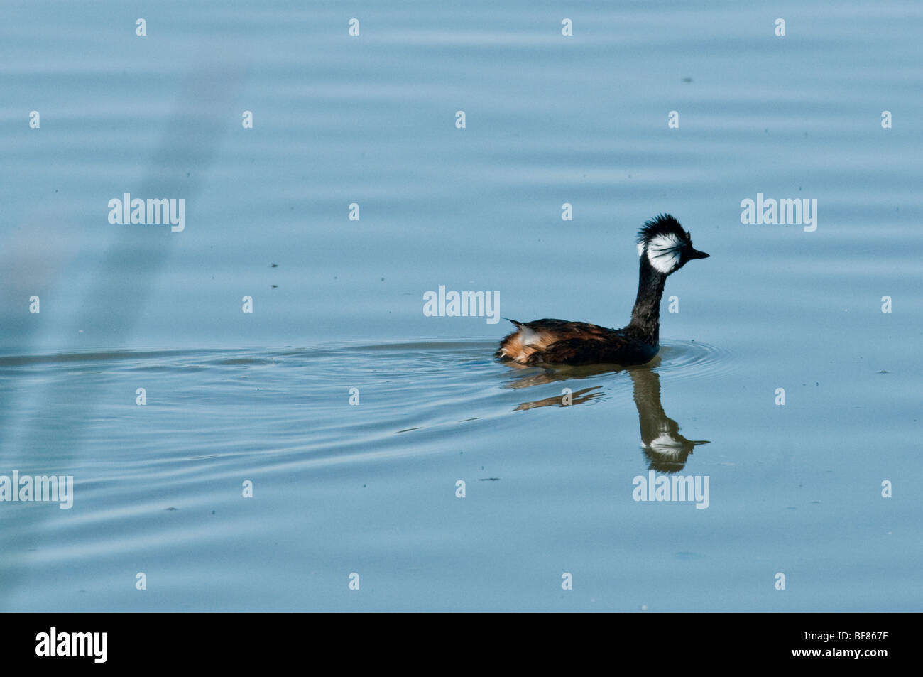 Silvery Grebe Podiceps occipitalis Stock Photo - Alamy