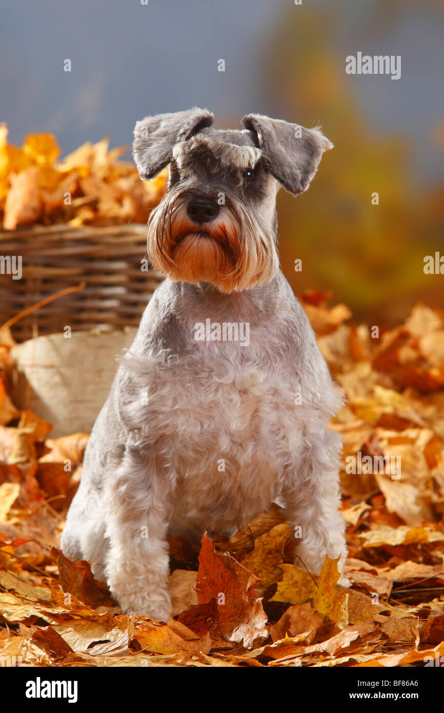 Miniature Schnauzer, pepper-and-salt / autumn foliage Stock Photo - Alamy