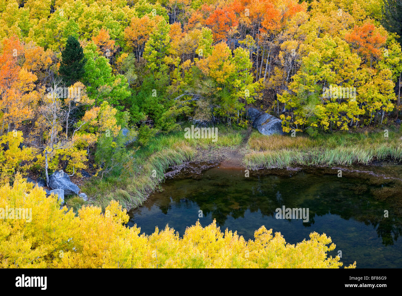 Autumn aspen trees pond aspen hi-res stock photography and images - Alamy