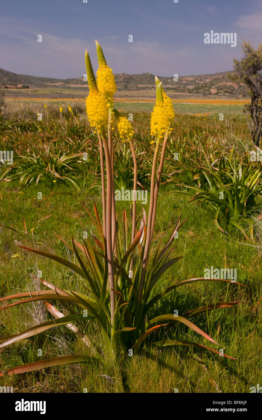 Bulbinella latifolia, in the Kamiesberg mountains, Namaqualand, South ...