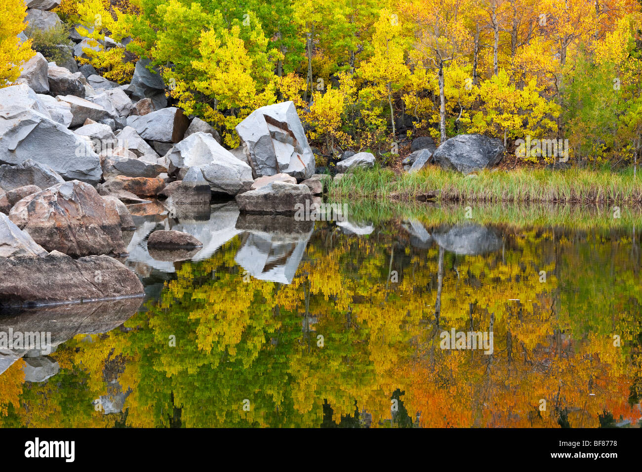 Autumn aspen trees pond aspen hi-res stock photography and images - Alamy