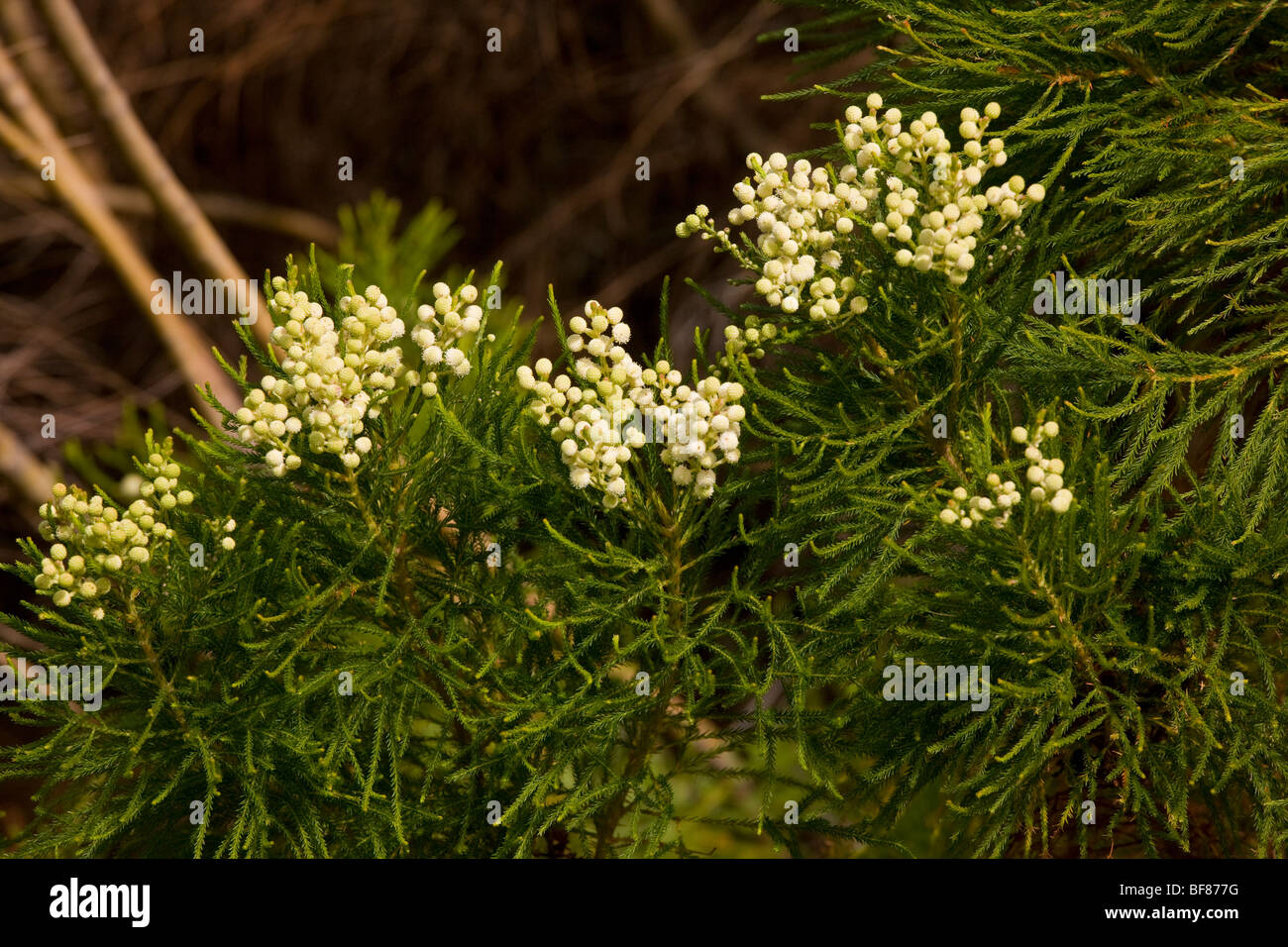 Berzelia hi-res stock photography and images - Alamy