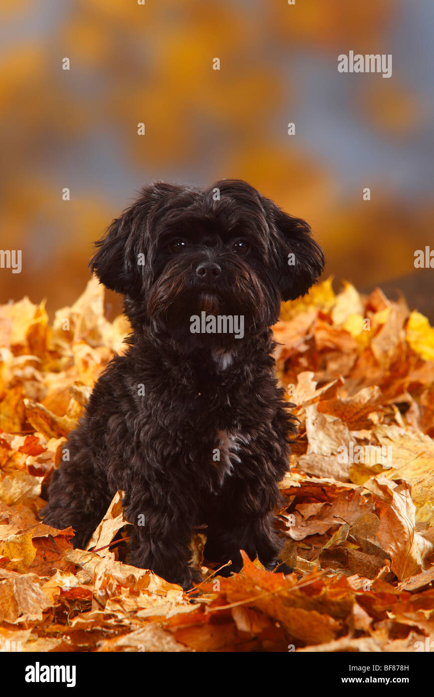 Bolonka Zwetna / Tsvetnaya Bolonka, autumn foliage Stock Photo - Alamy