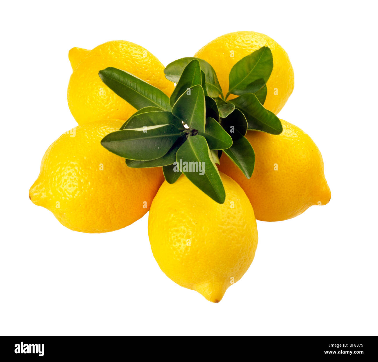 FIVE LEMONS WITH LEAVES Stock Photo - Alamy