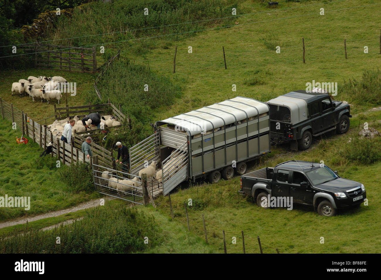 Trailer of sheep hi-res stock photography and images - Alamy
