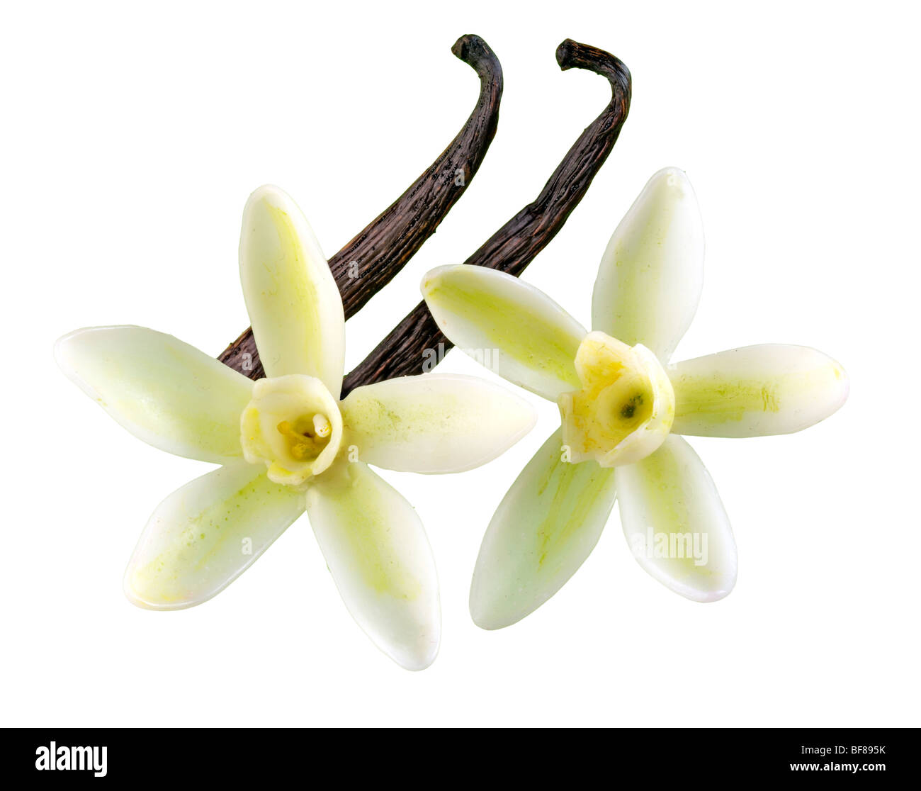 What Type Of Flowers Produce Vanilla Pods at Madison Calder blog