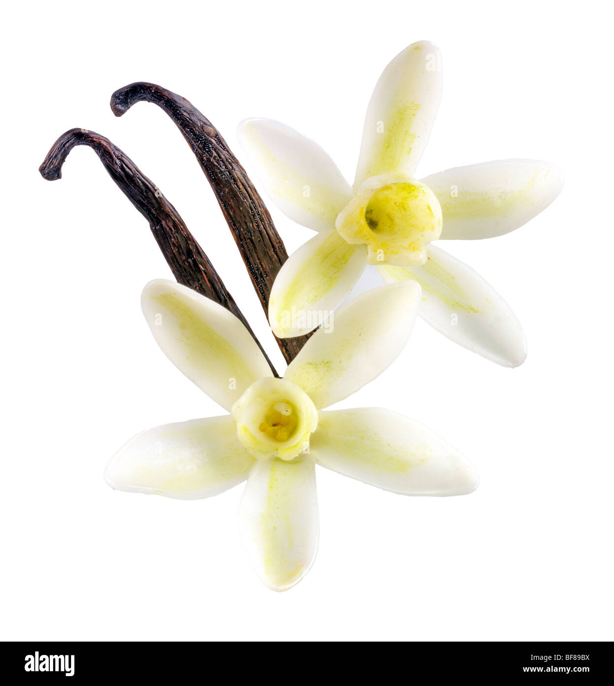 VANILLA FLOWERS WITH PODS Stock Photo - Alamy