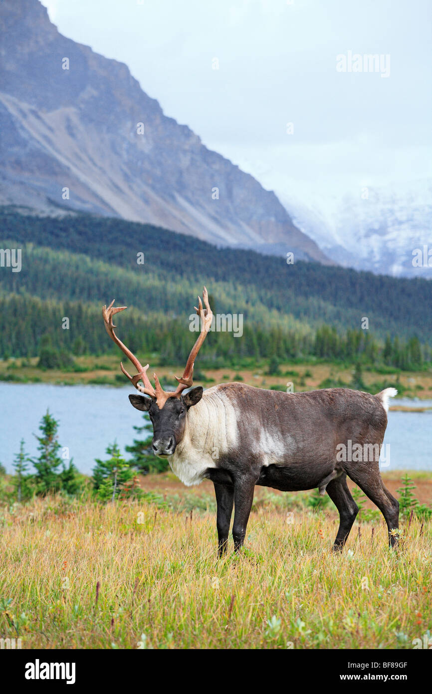 Woodland caribou hi-res stock photography and images - Alamy