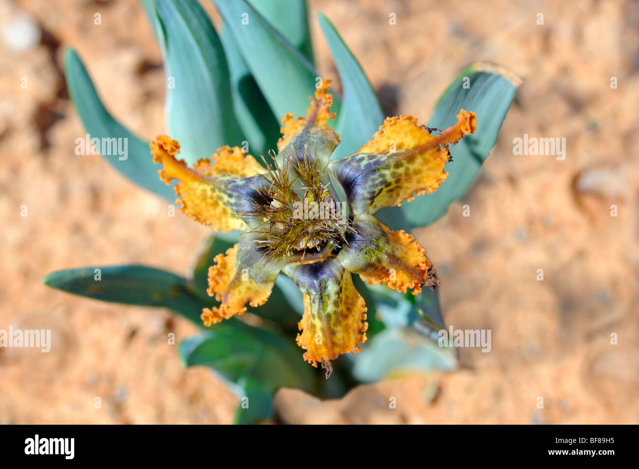 Ferraria divaricata, Spinnekopblom, Namaqualand, South Africa Stock ...