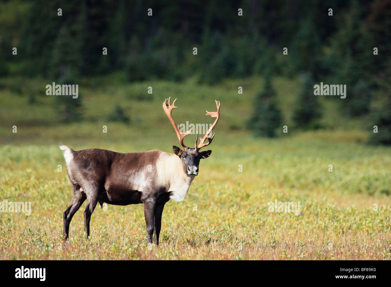 Woodland caribou hi-res stock photography and images - Alamy