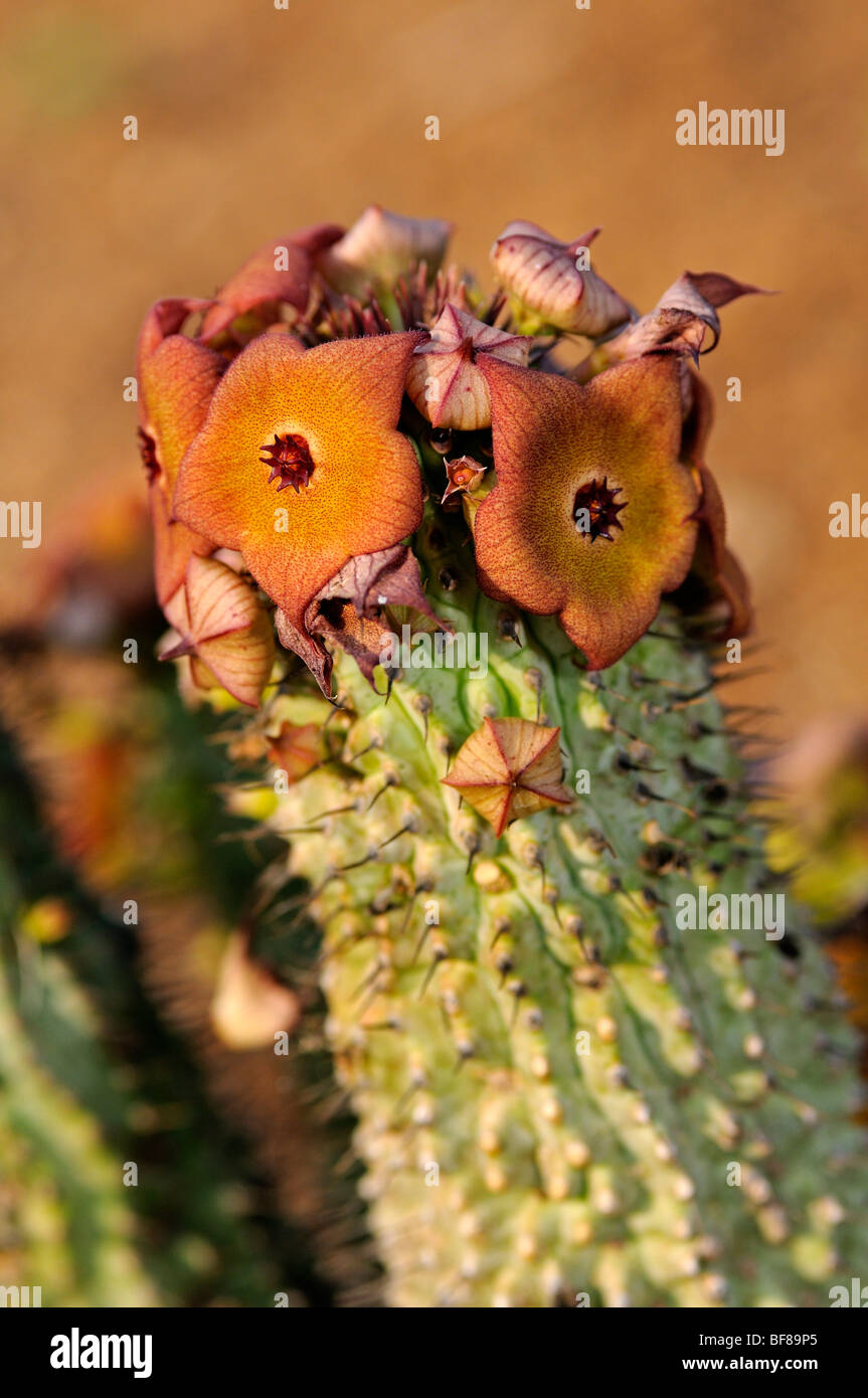 Hoodia gordonii hi-res stock photography and images - Alamy