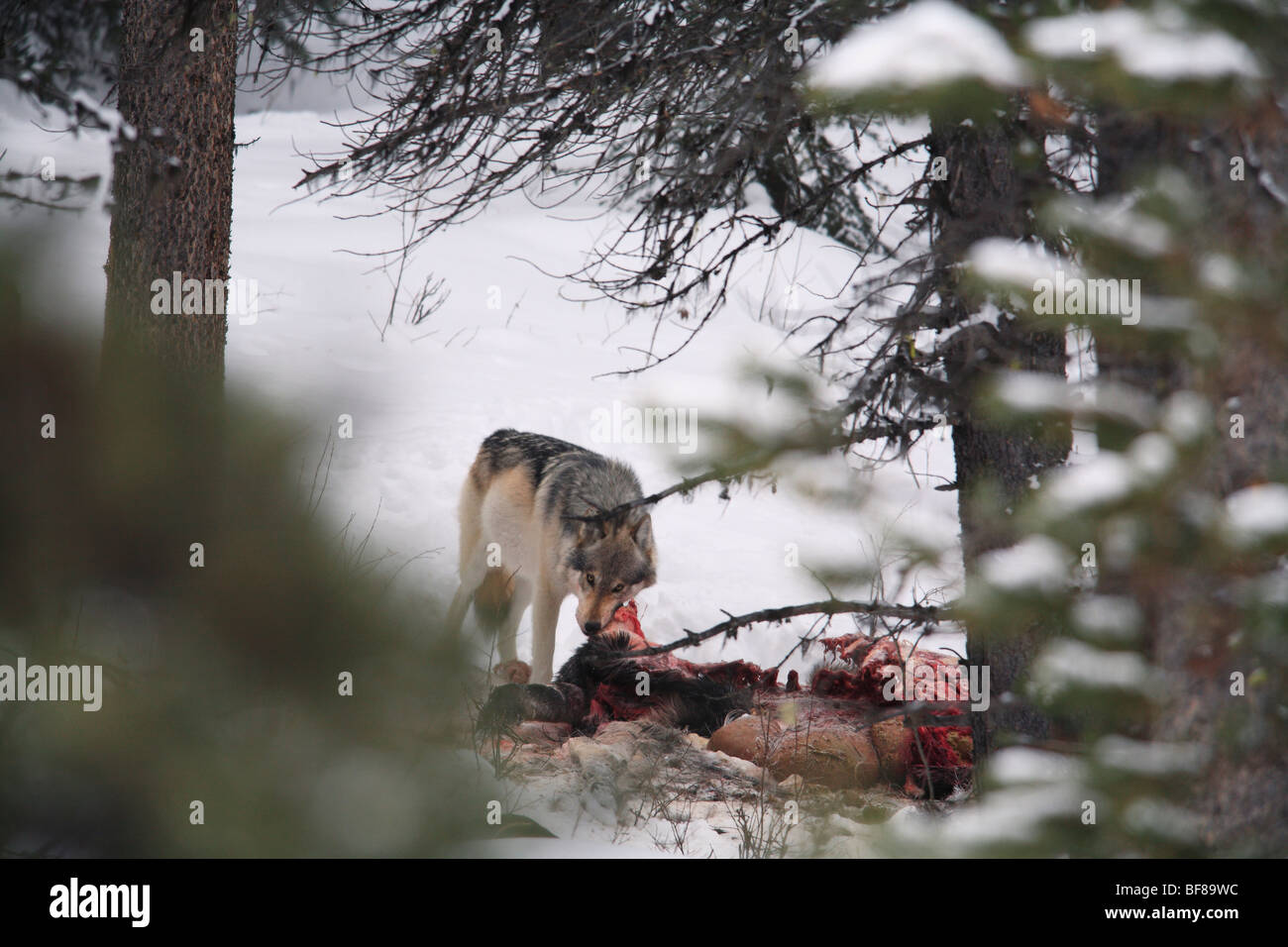 Gray wolf feeding hi-res stock photography and images - Alamy