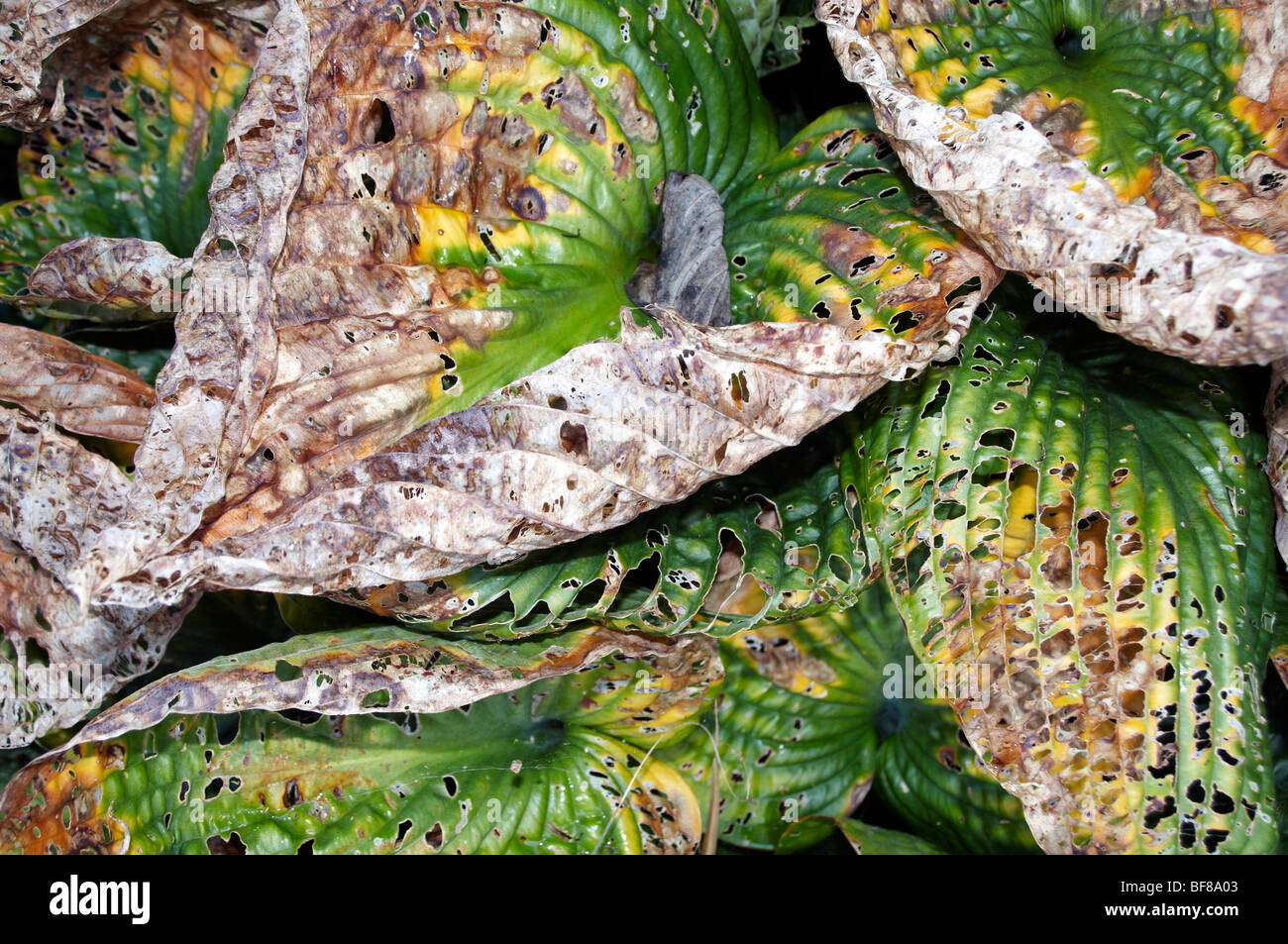 Hosta leaves dying in the autumn and showing sighs of slug damage Stock ...