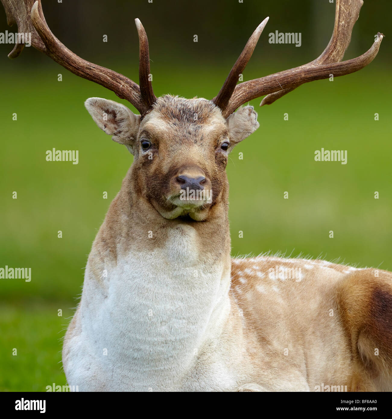 Fallow deer (Dama dama Stock Photo - Alamy