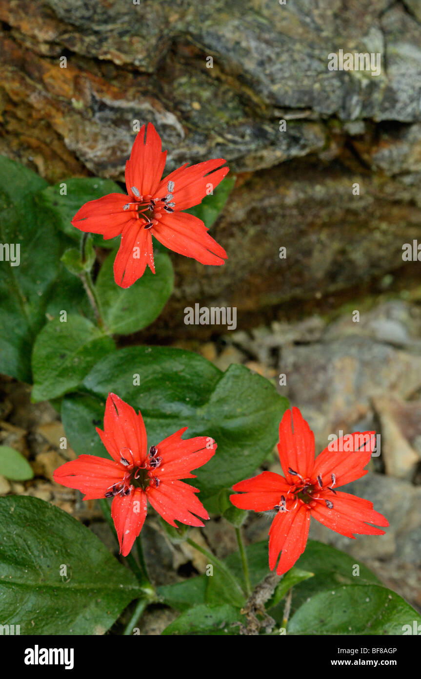 Falls leaf hi-res stock photography and images - Alamy