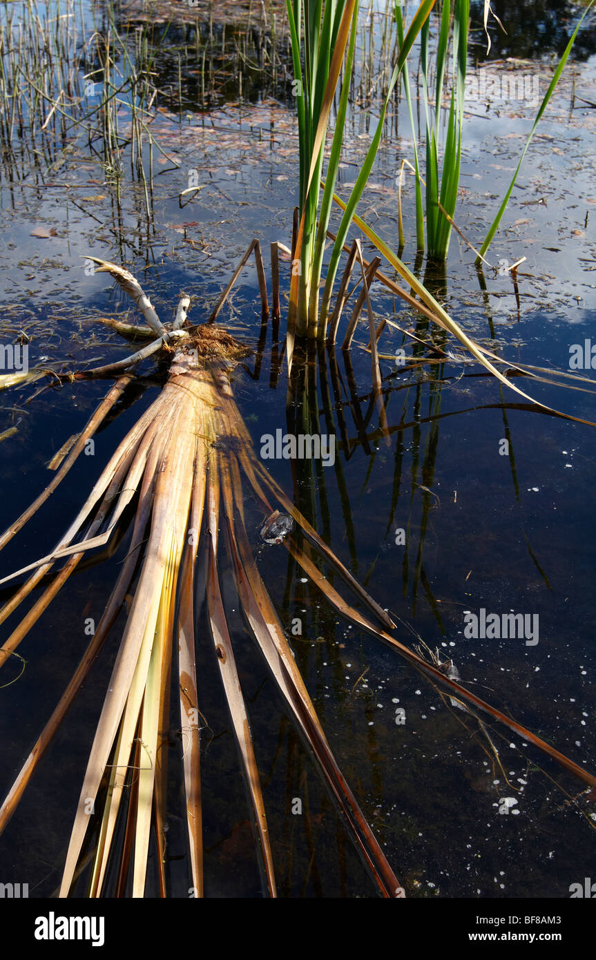 Collapsed and decaying rushes in an ornamental pond Stock Photo - Alamy