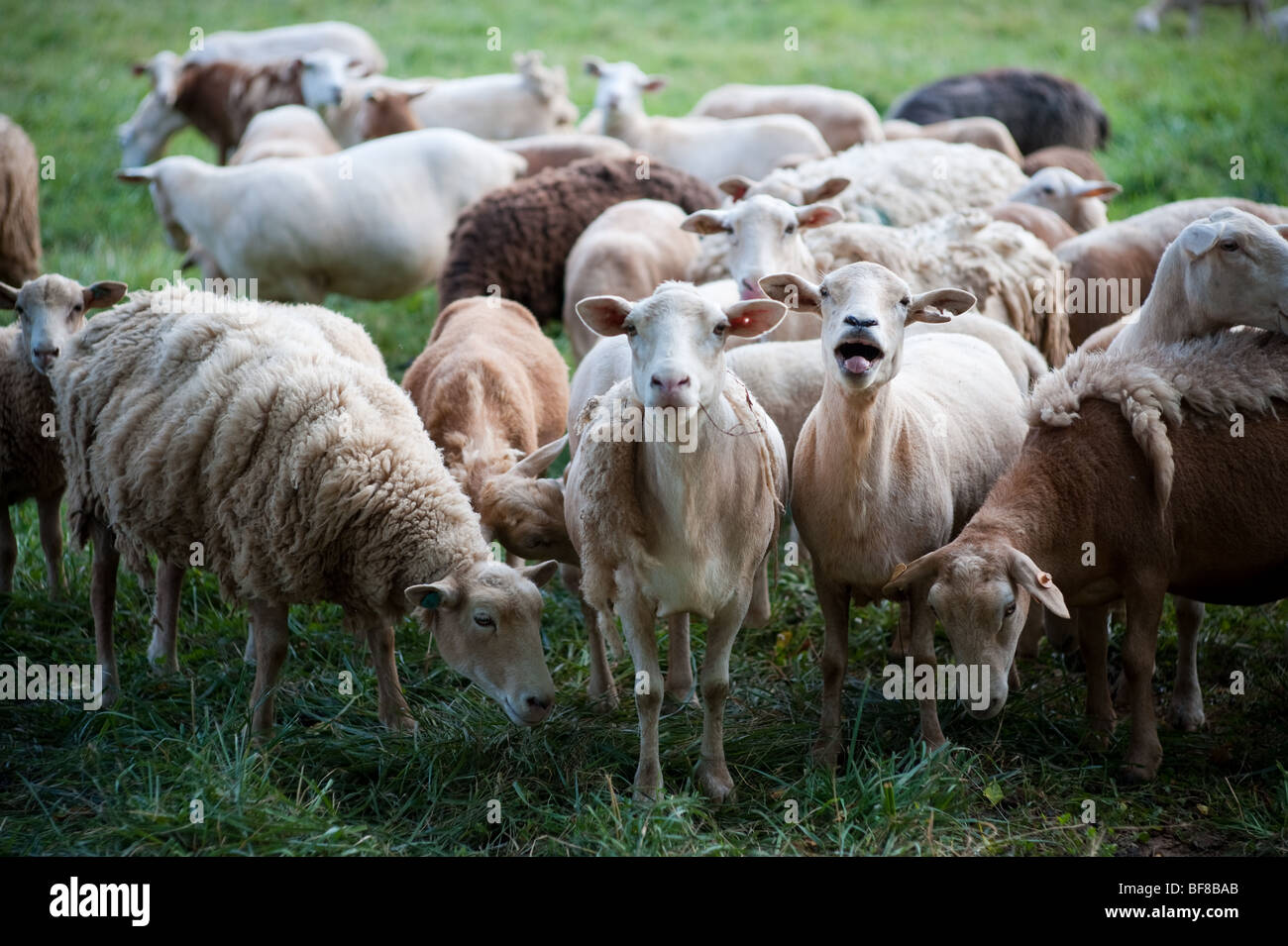 Group of sheep on farm Stock Photo - Alamy