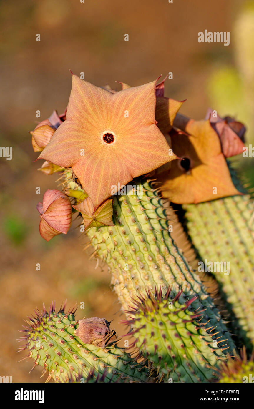 Hoodia gordonii hi-res stock photography and images - Alamy