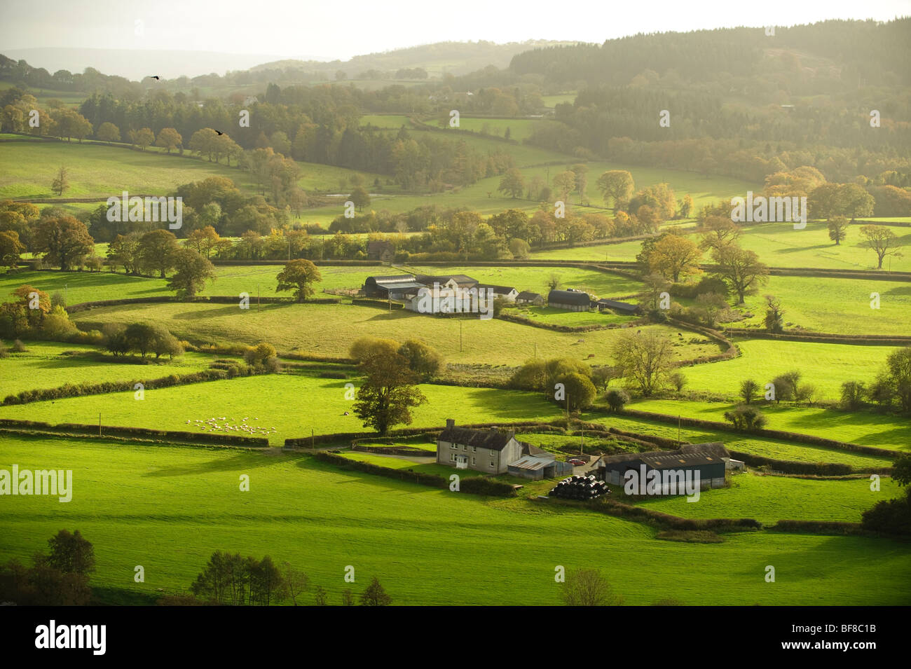 Autumn afternoon, view of farms and farmland in the Tywi valley from ...