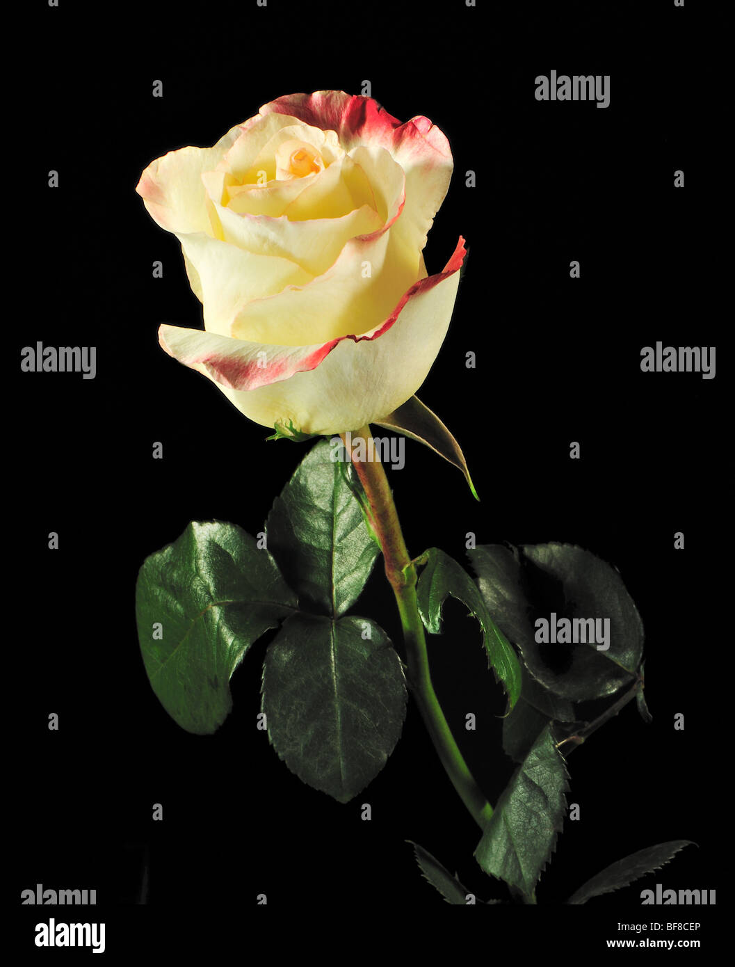 rose closeup flower Stock Photo - Alamy