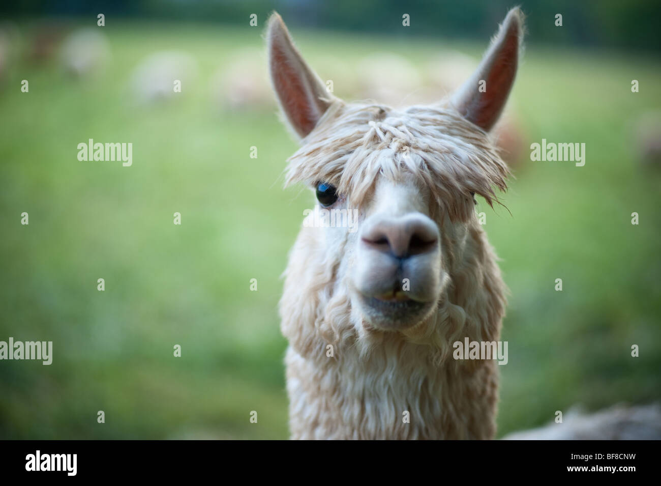 Alpaca up close hi-res stock photography and images - Alamy