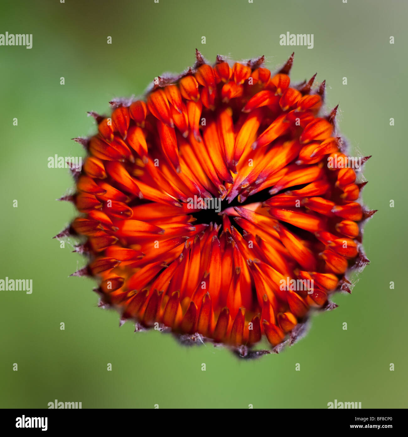 Close up flower Stock Photo - Alamy