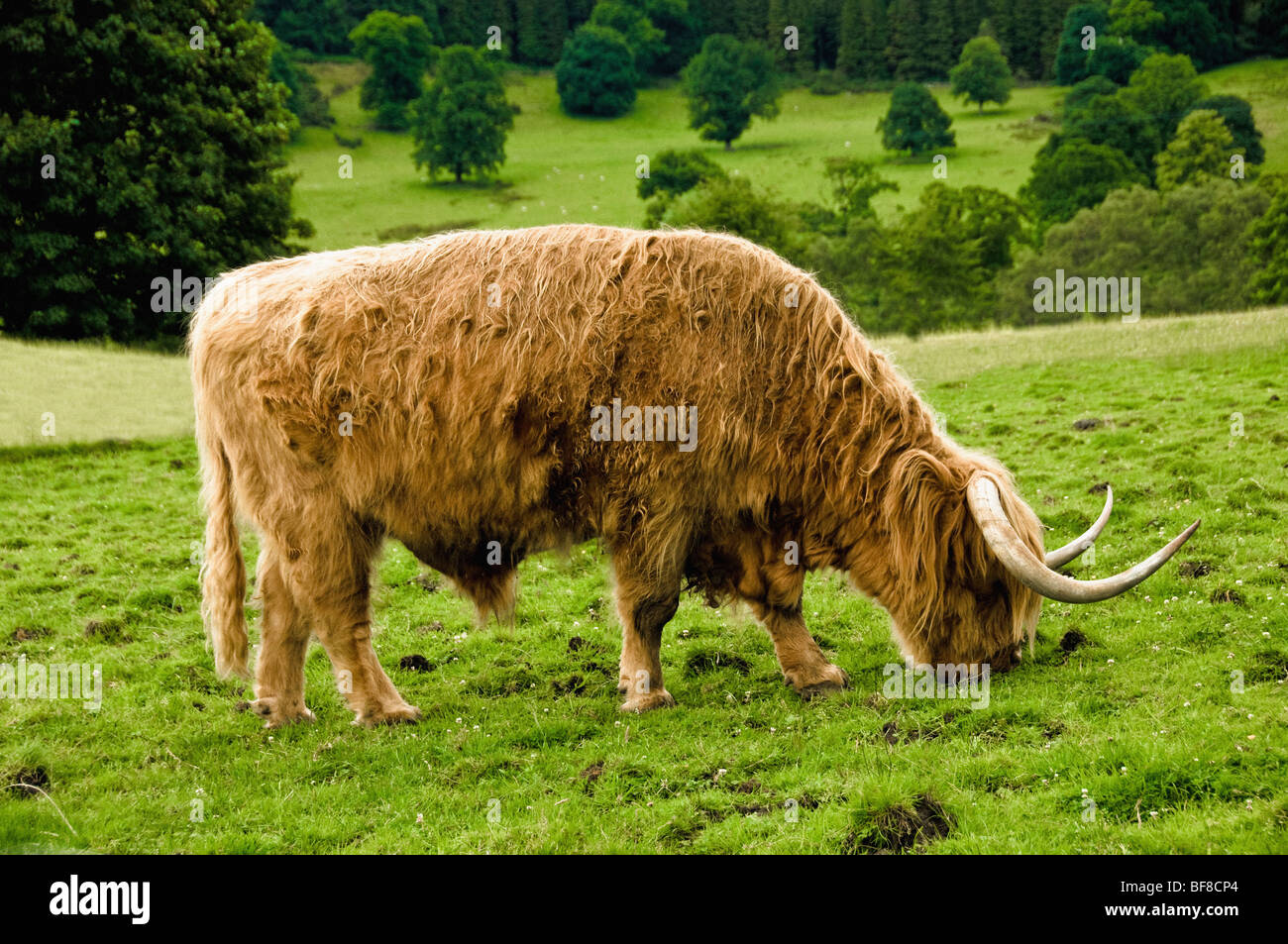 Side View Of Highland Cow High Resolution Stock Photography and Images ...