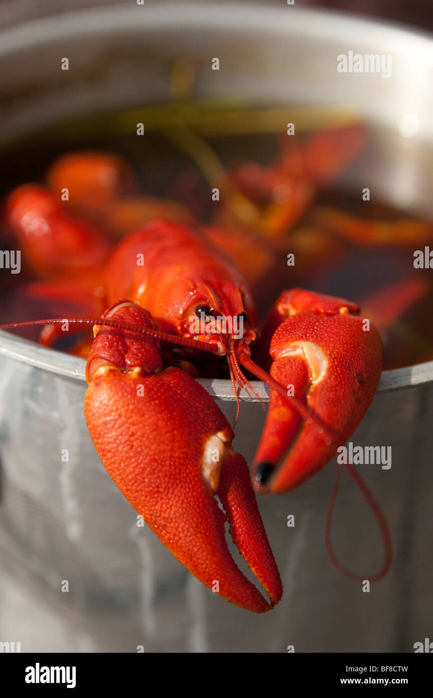 A red crayfish in a cooking bowl Stock Photo - Alamy